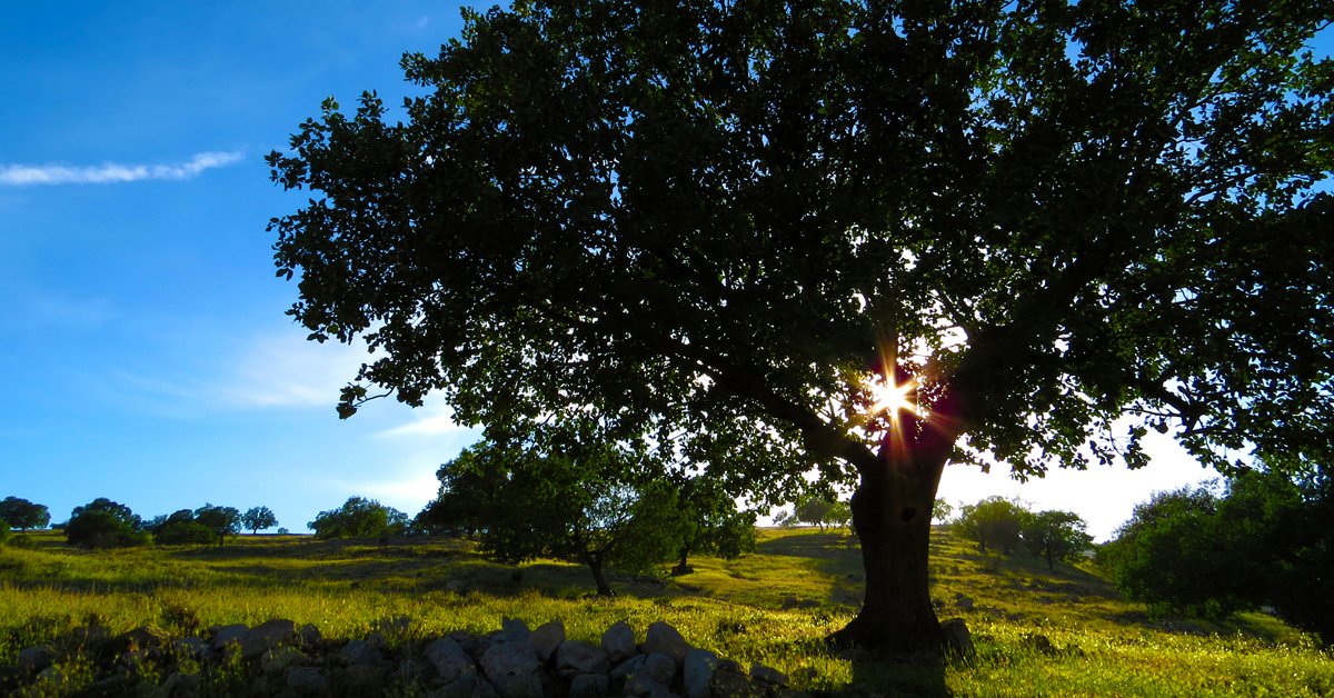 5 Types of Ash Scattering Ceremonies [Complete Guide]